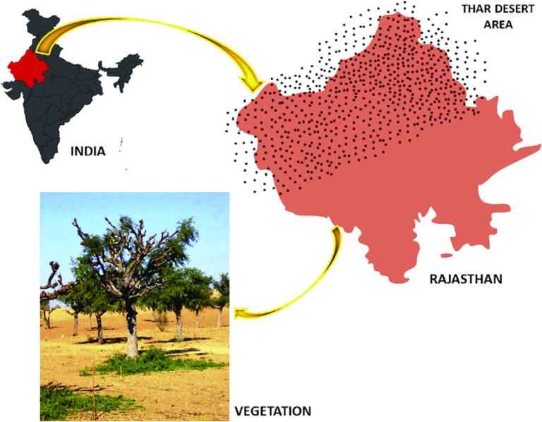 Guide to the Thar Desert – India’s Great Golden Land - Deserts India